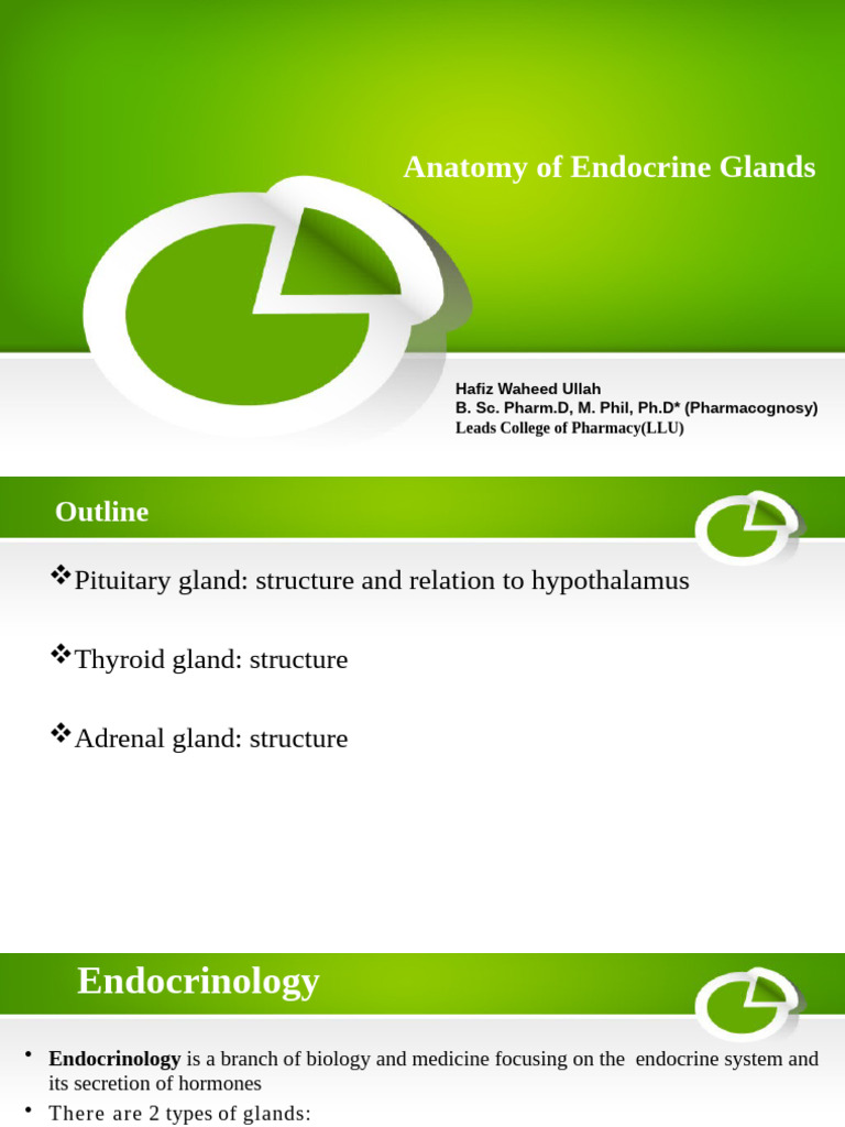 Anatomy of Endocrine Glands | PDF | Pituitary Gland | Adrenal Gland