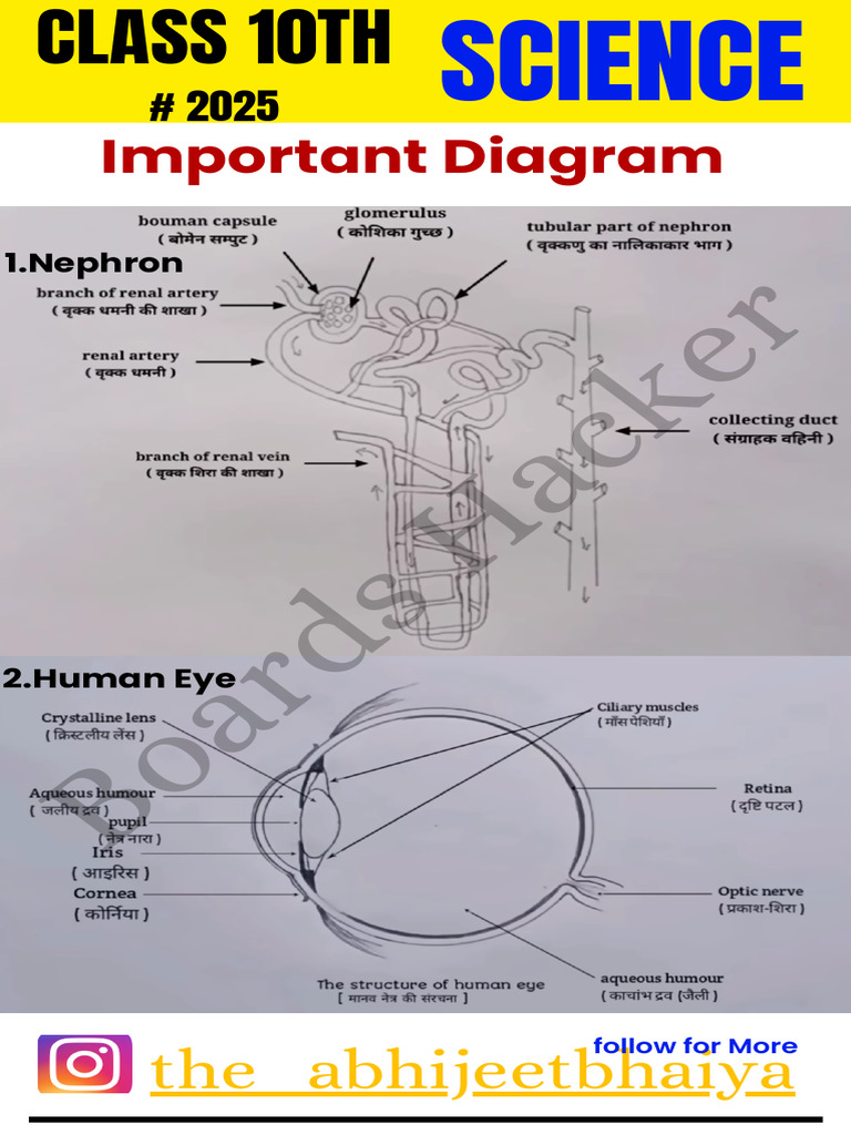 Class 10 Science Diagrams 2025 | PDF