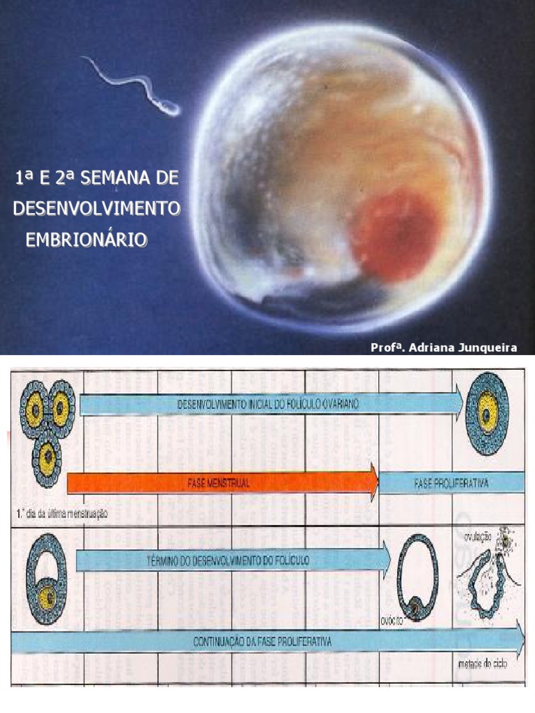Desenvolvimento Embrionário: Primeiras 2 Semanas | PDF | Placenta ...