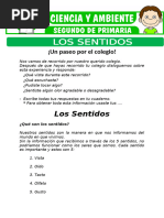 Sentido-del-Oido FICHA PARA IMPRIMIR | PDF