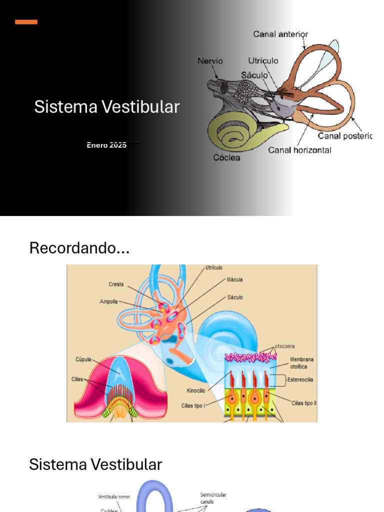 Sistema Vestibular | PDF | Oído | Vértigo