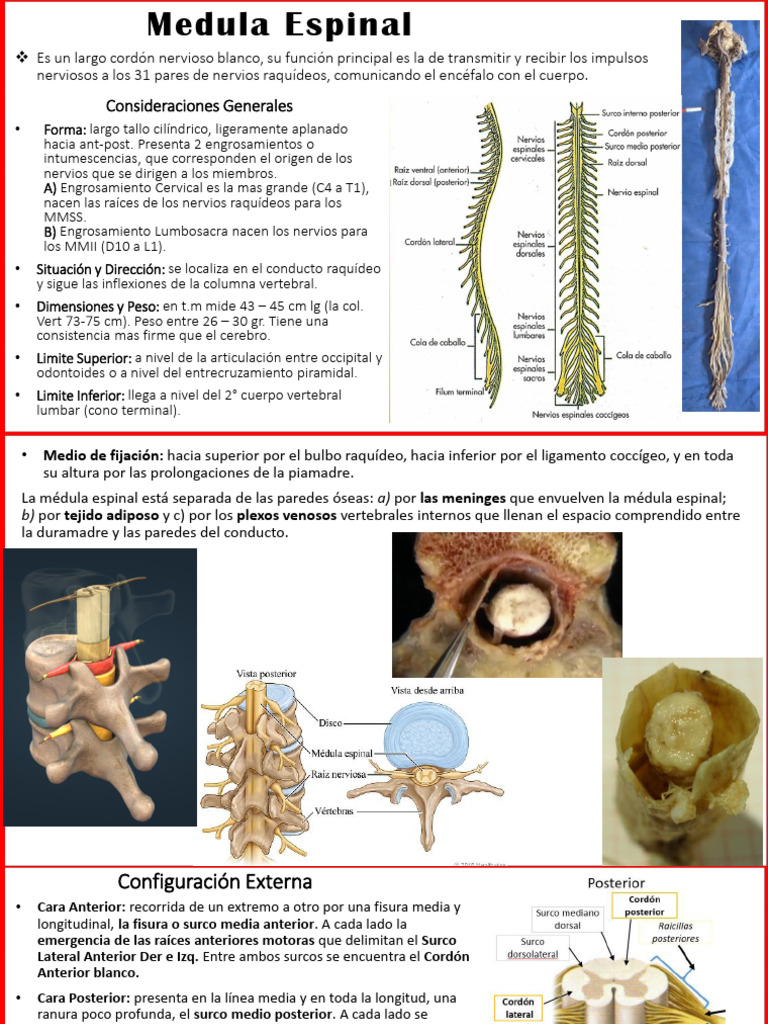 Anatomía y Función de la Médula Espinal | PDF | Médula espinal ...