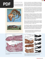 Catálogo de Implantes MIS Seven XD | PDF | Implante dental