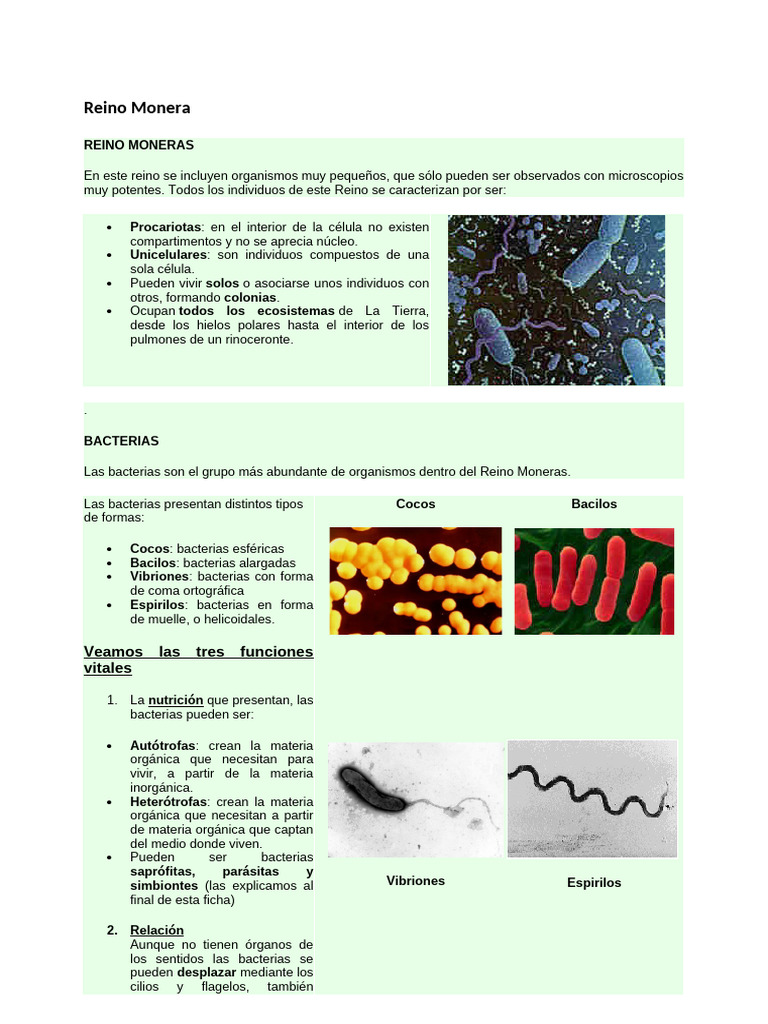 Ficha 2 Reino Monera | PDF | Las bacterias | Procariota