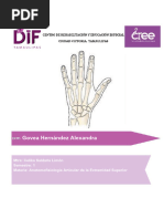 Anatomía de la Mano y Muñeca | PDF | Mano | Articulaciones
