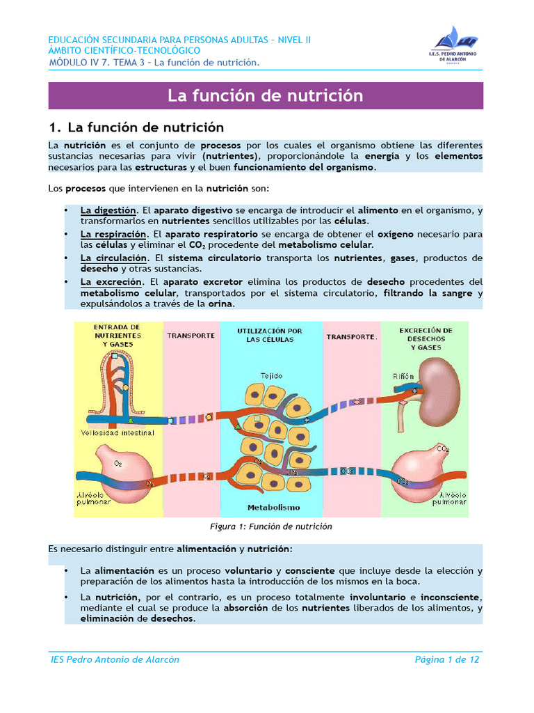 Función de Nutrición y Aparatos Humanos | PDF | Riñón | Ventrículo ...