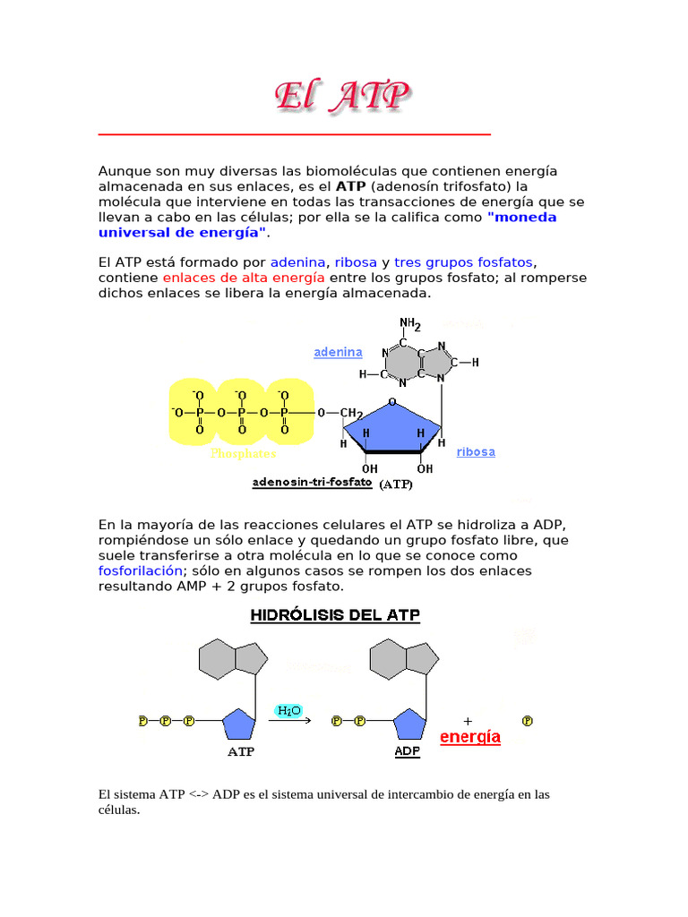 El ATP | PDF