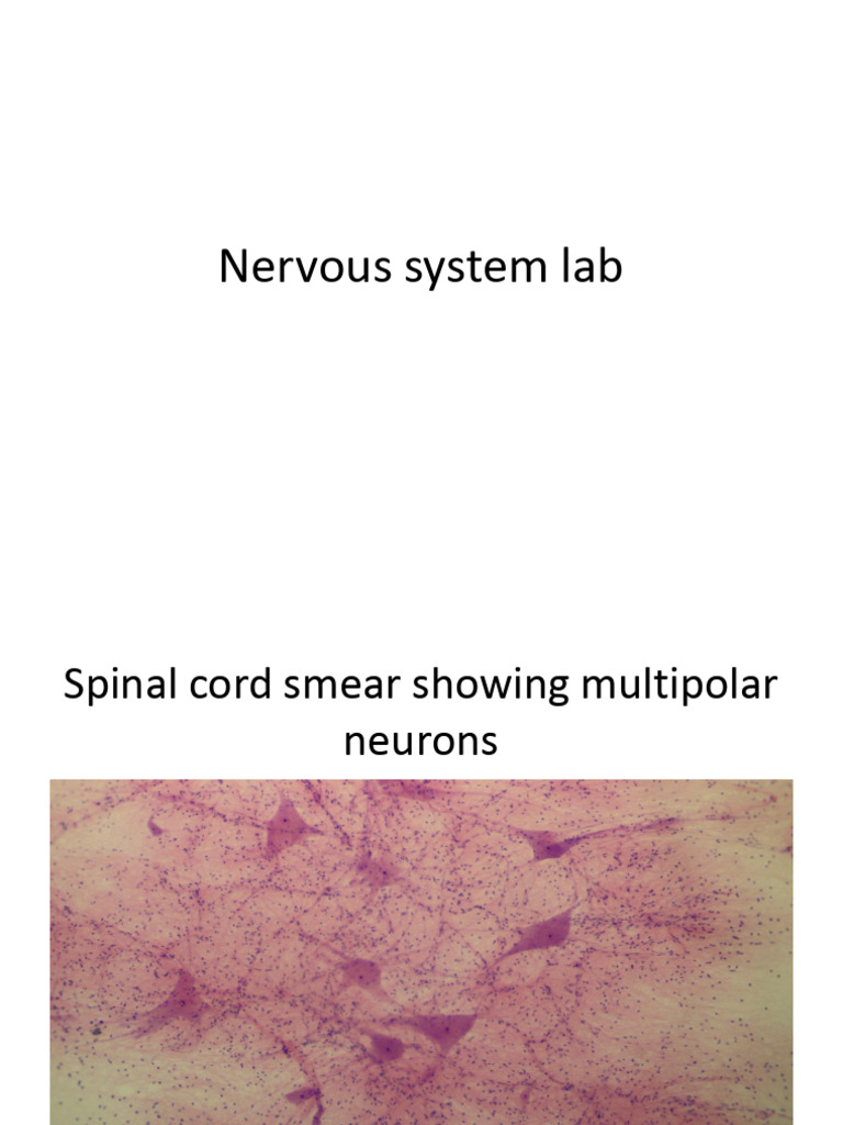 Nervous System Lab | PDF