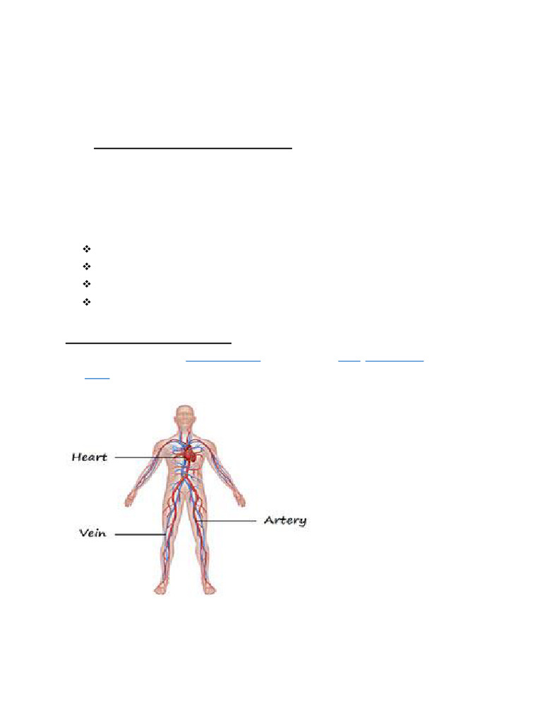 Year 6 Science: Heart & Circulatory System | PDF | Circulatory System ...