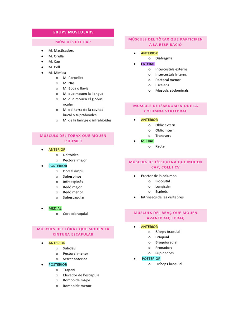 Grups Musculars | PDF