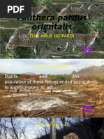 Amur Leopard English Presentation | PDF | Endangered Species | Leopard