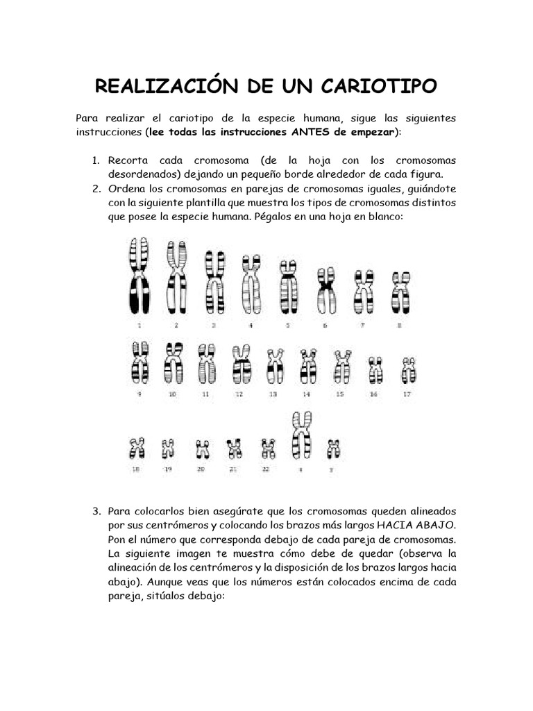Realizaciã N de Un Cariotipo | PDF
