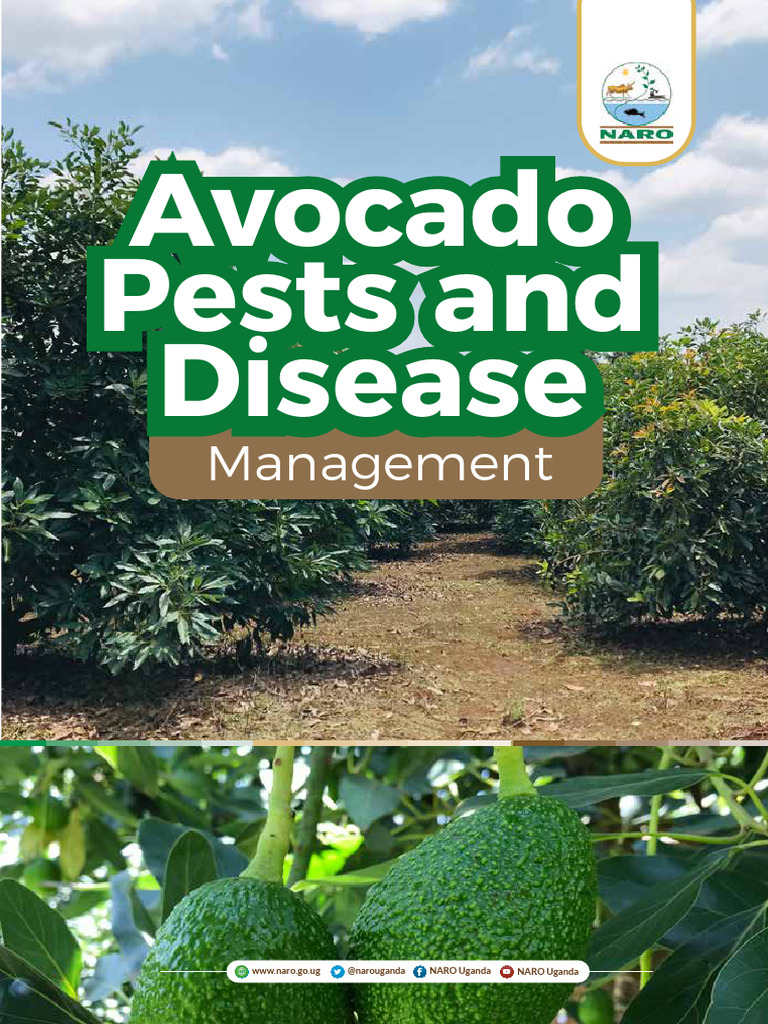 Avocado Pests and Disease Management | PDF | Pest (Organism) | Fertilizer