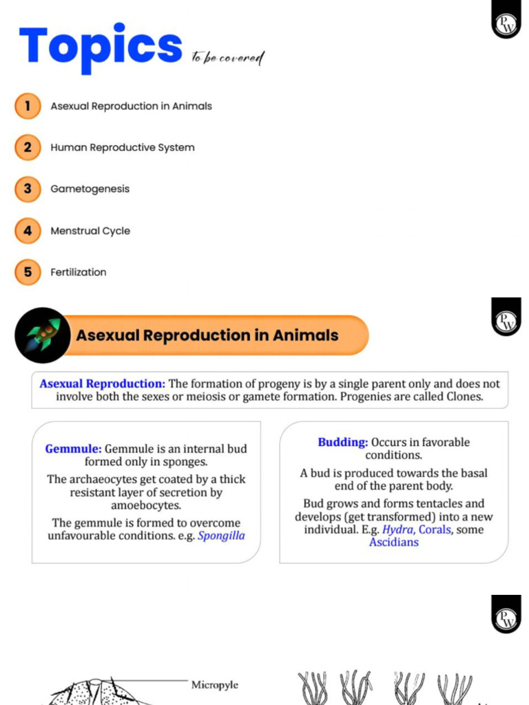 Reproduction in Animal | PDF