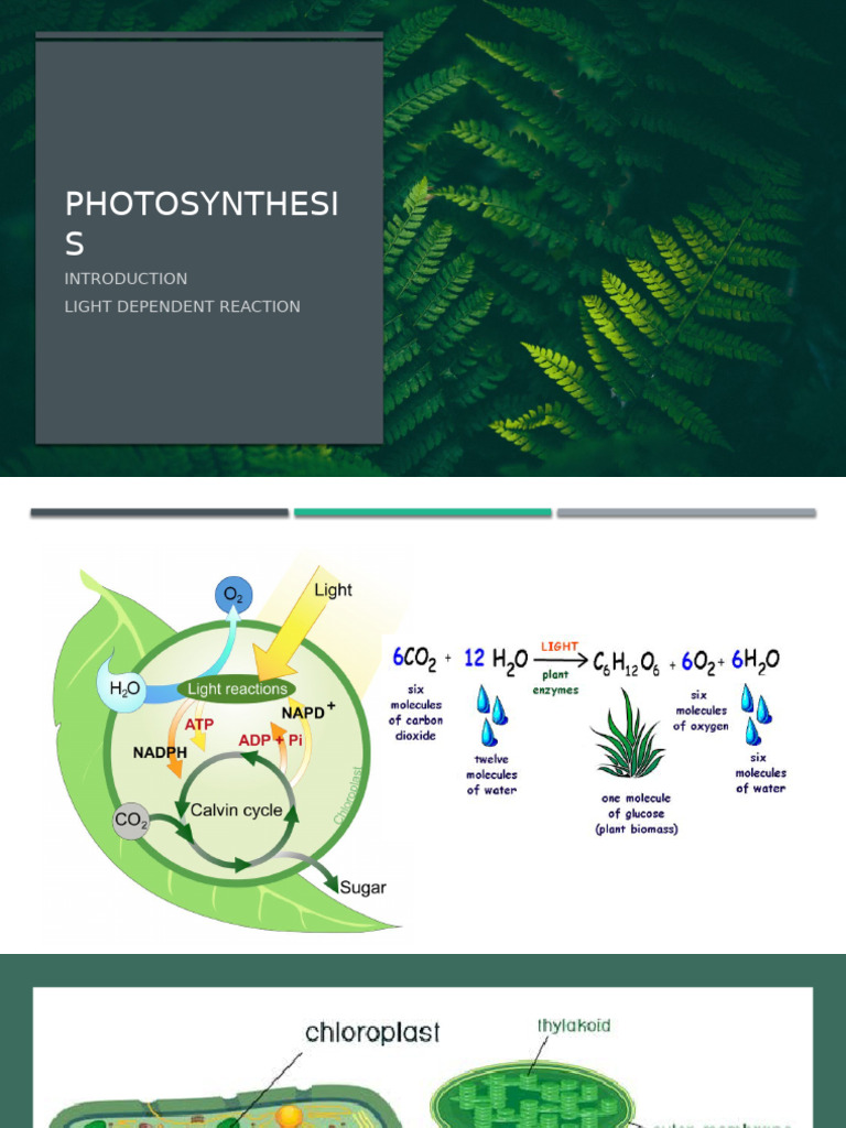 Grade 12 Photosynthesis Overview | PDF