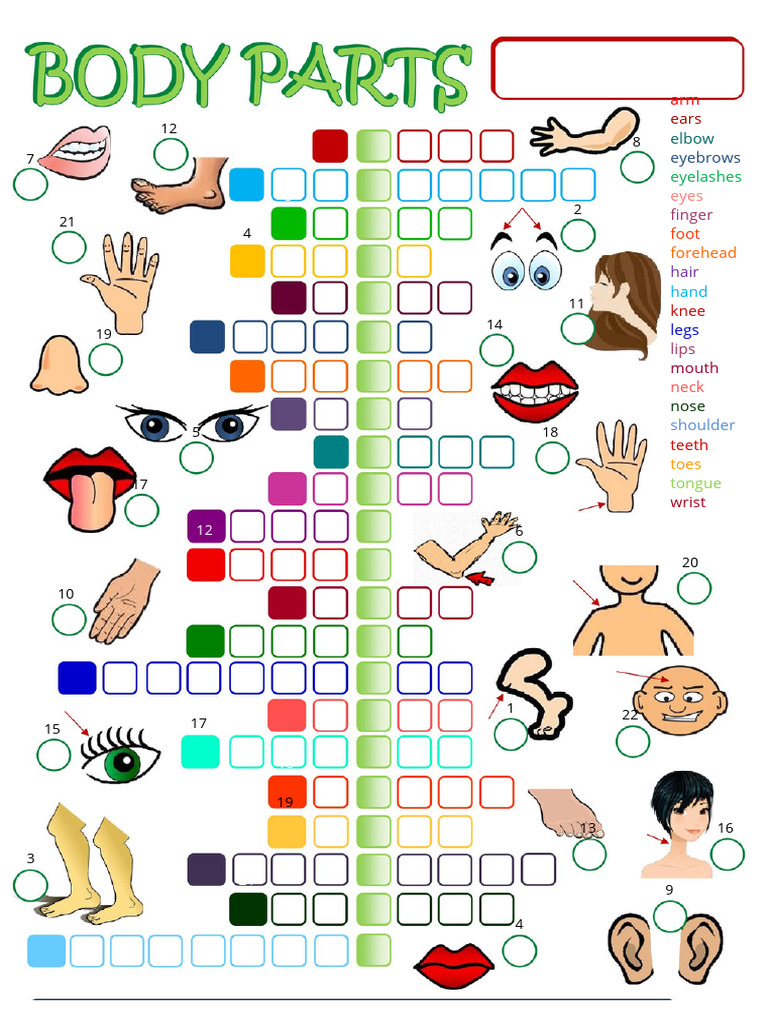 Body Parts Crossword Puzzle | PDF