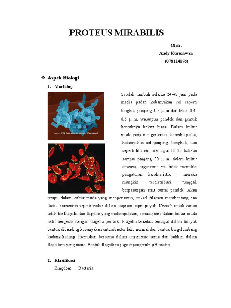 Proteus Mirabilis | PDF | Kesehatan Holistik | Sains & Matematika