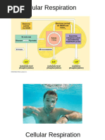 Cellular Respiration Quiz Guide | PDF | Cellular Respiration ...