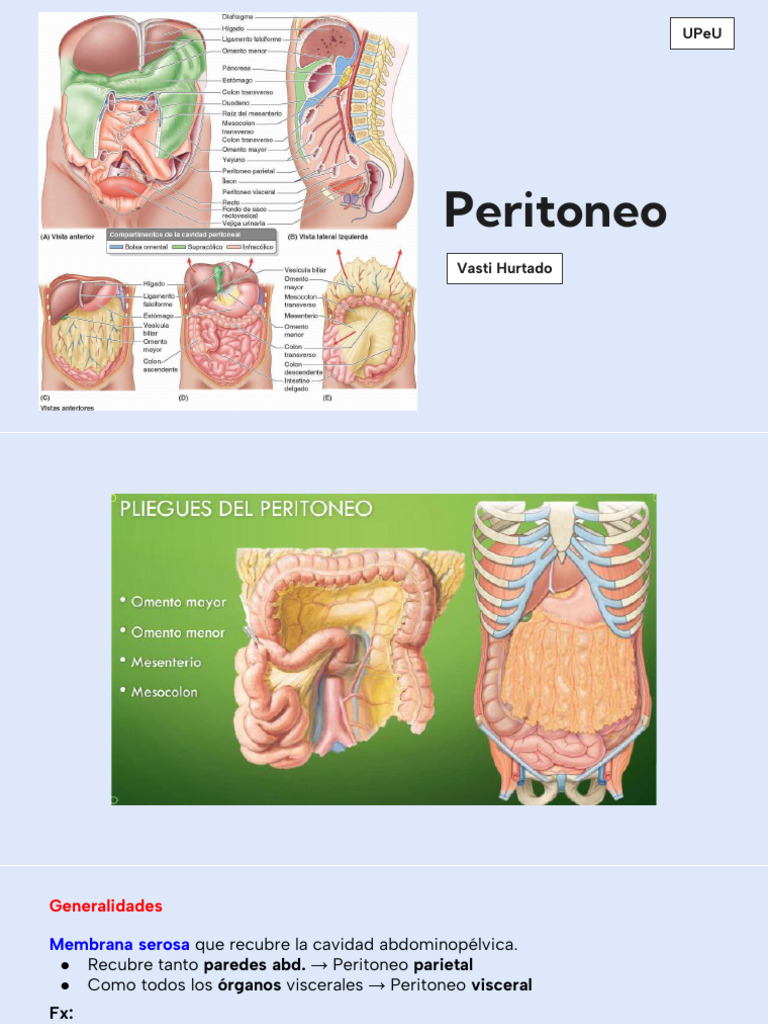 C17 Peritoneo. Esófago. | PDF