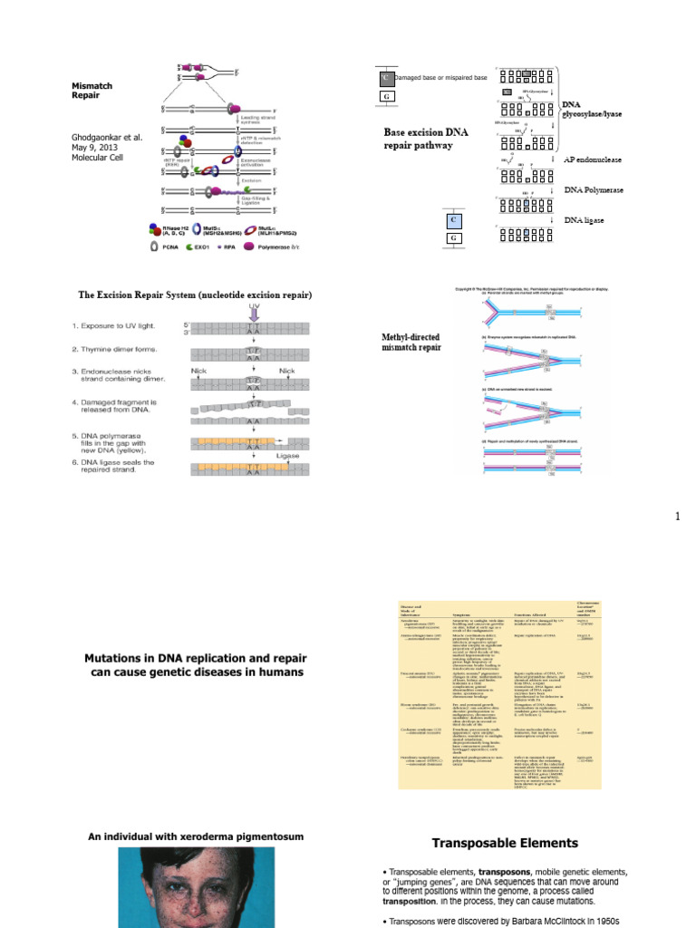 G3030L24Oct18 | PDF | Transposable Element | Genome