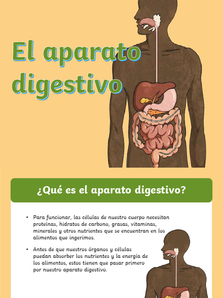 EL APARATO DIGESTIVO | PDF | Digestión | Sistema digestivo humano