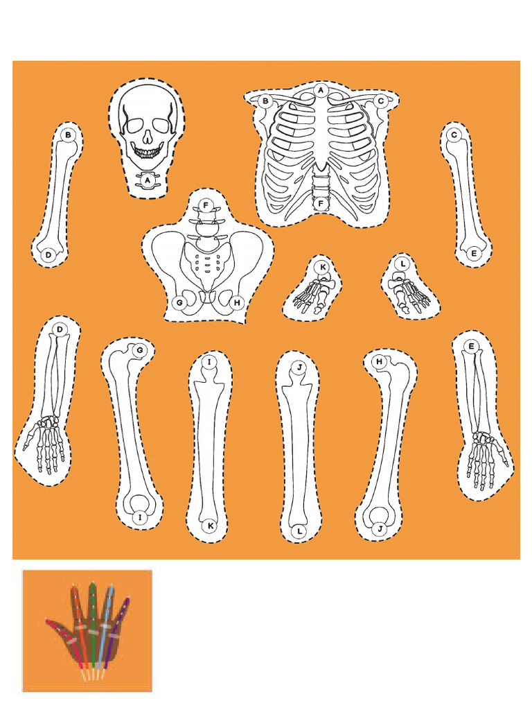Replika Rangka Manusia | PDF