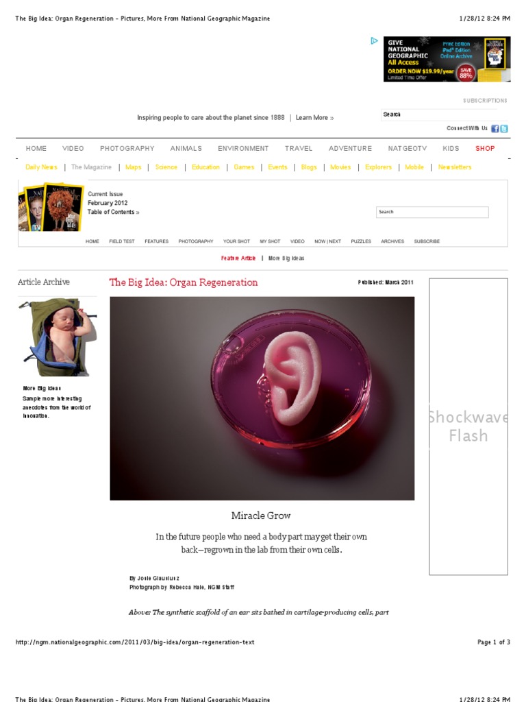 The Big Idea: Organ Regeneration - Pictures, More From National ...
