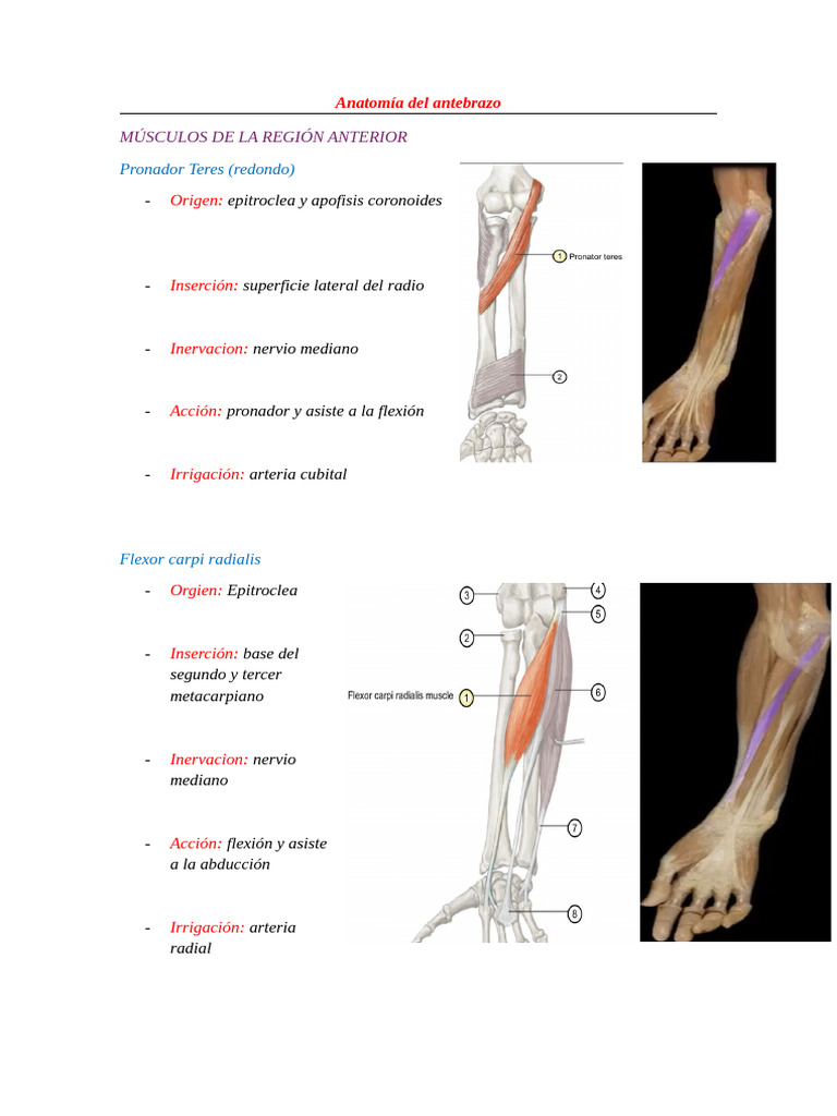 Anatomia de Brazo ?? | PDF | Mano | Tejido suave