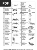 Common Insects of Common Crops in The Philippines | PDF