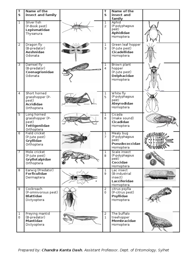 Insect Pests and Their Scientific Names | PDF | Beetle | Moth
