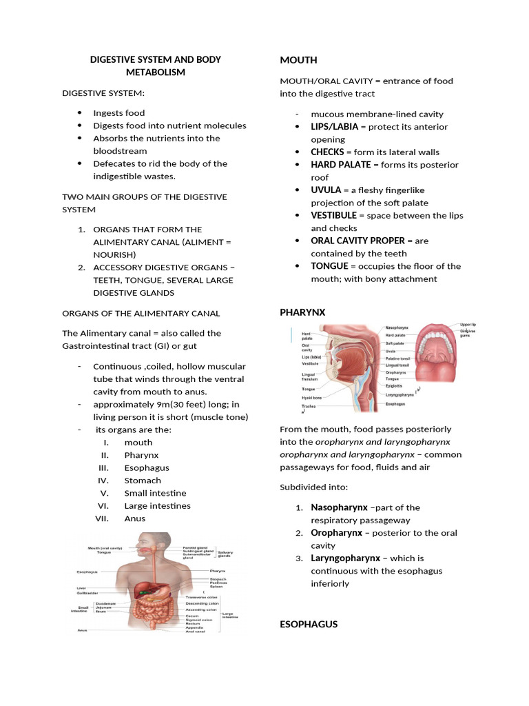 Digestive System Overview and Functions | PDF | Gastrointestinal Tract ...