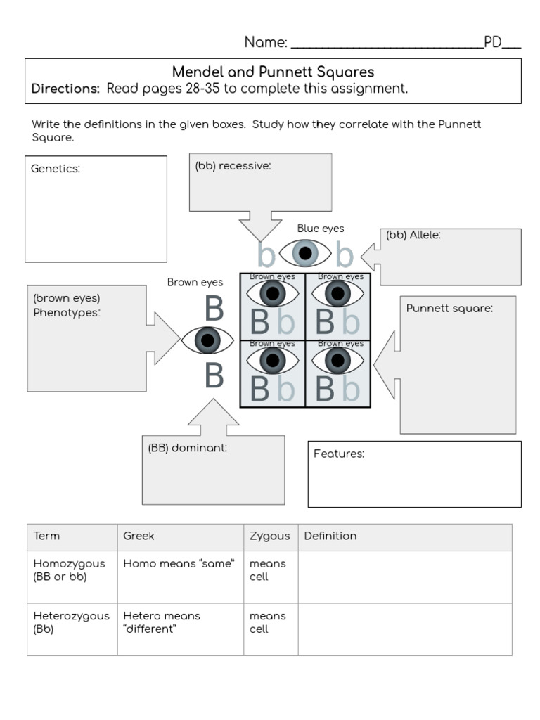 Understanding Mendelian Genetics and Punnett Squares | PDF