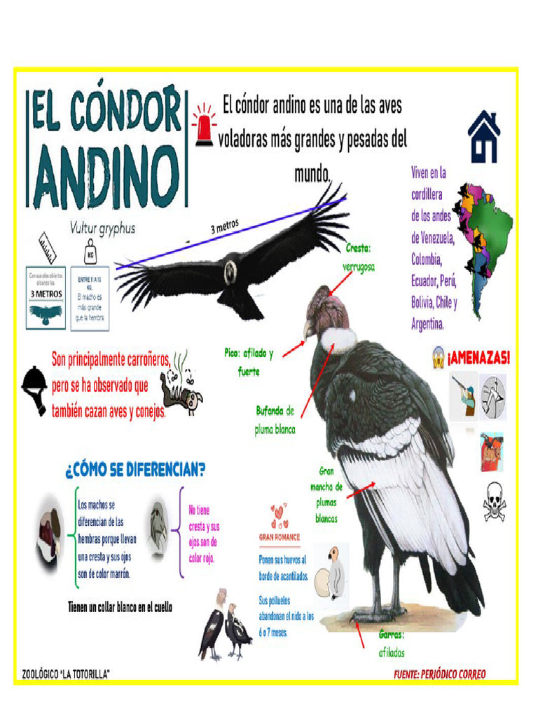 Imagen Del Condor | PDF