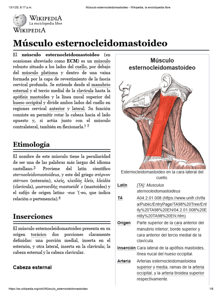 Músculo Esternocleidomastoideo | PDF | Anatomía humana | Tejido suave