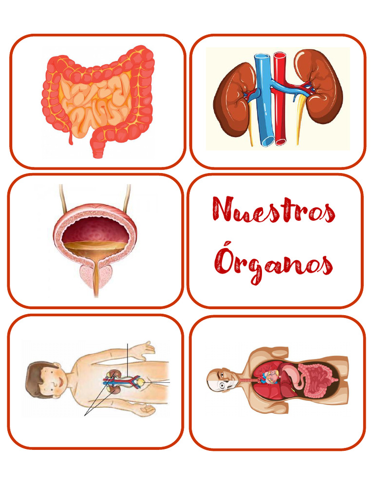 Los Organos | PDF