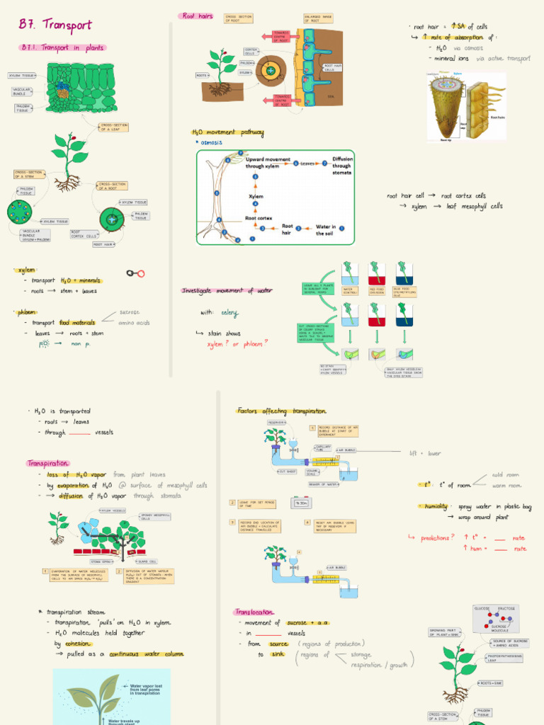 B7.1. Transport in Plants | PDF | Leaf | Plant Morphology