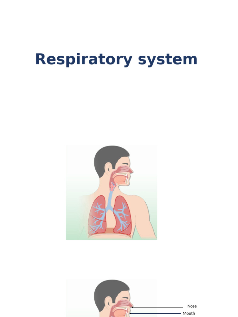 Basics of the Respiratory System | PDF