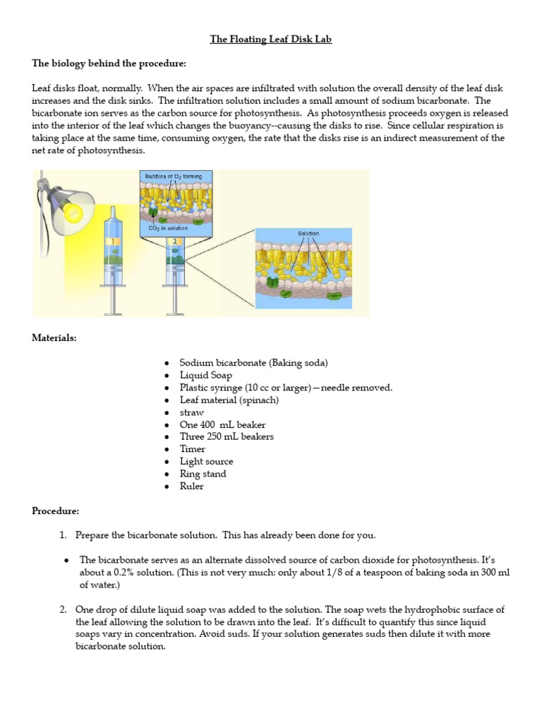 Leaf Disk Experiment: Photosynthesis Lab | PDF | Bicarbonate | Sodium ...