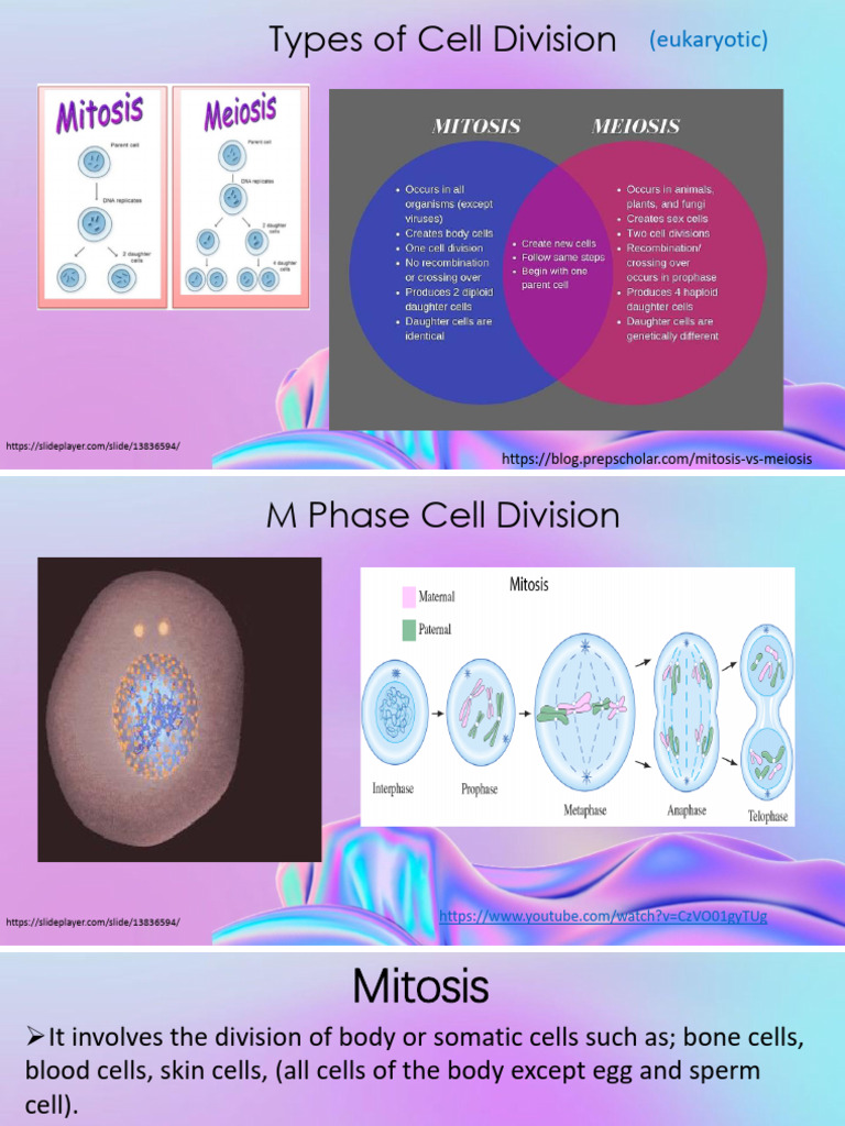 Cell Cycle 2 | PDF | Meiosis | Ploidy