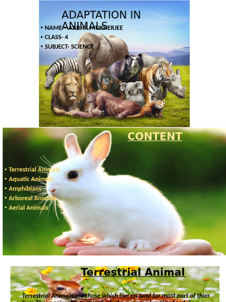 Adaptation in Animals | PDF