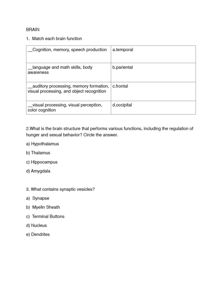Brain Structure - Test PDF | PDF
