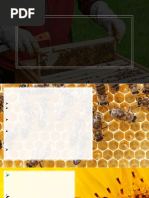 Beekeeping in India - A Complete Guide To Beekeeping For Beginners | PDF | Honey Bee | Beekeeping