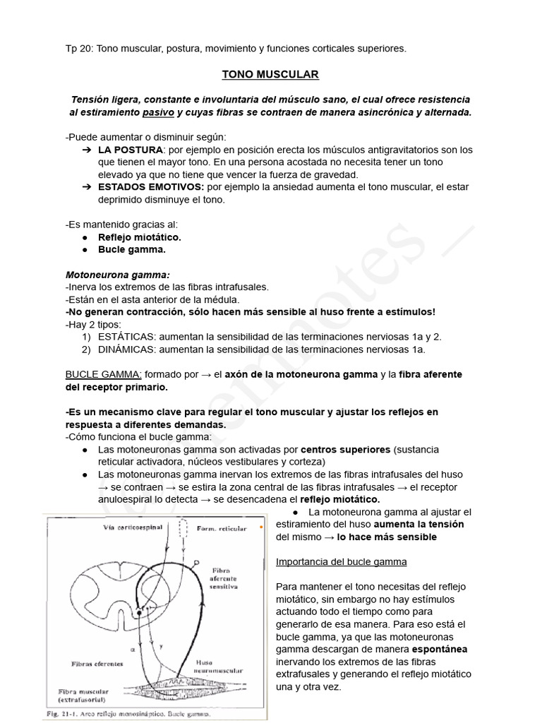 Tono Muscular y Postura: Funciones Clave | PDF | Neurona motora | Cerebelo