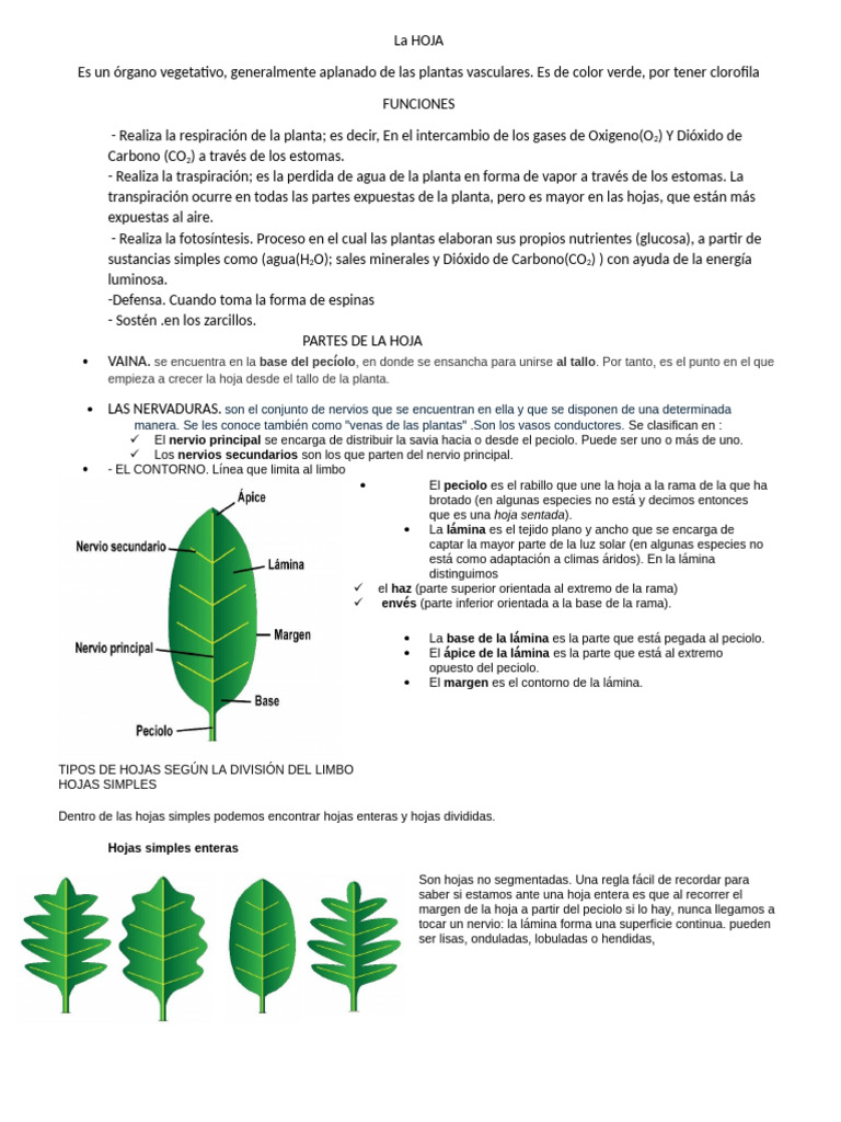 Funciones y Tipos de Hojas en Plantas | PDF | Hoja | Plantas