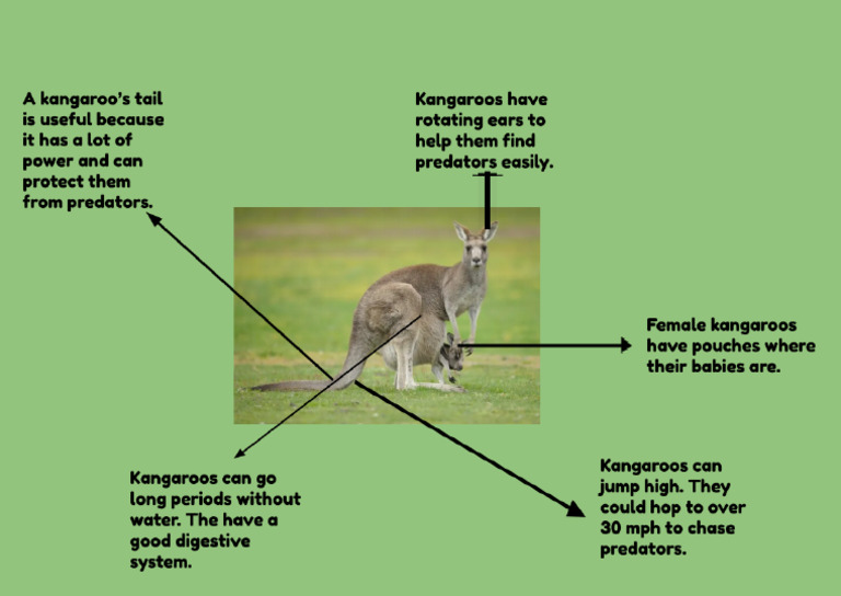 Kangaroo Adaptations | PDF