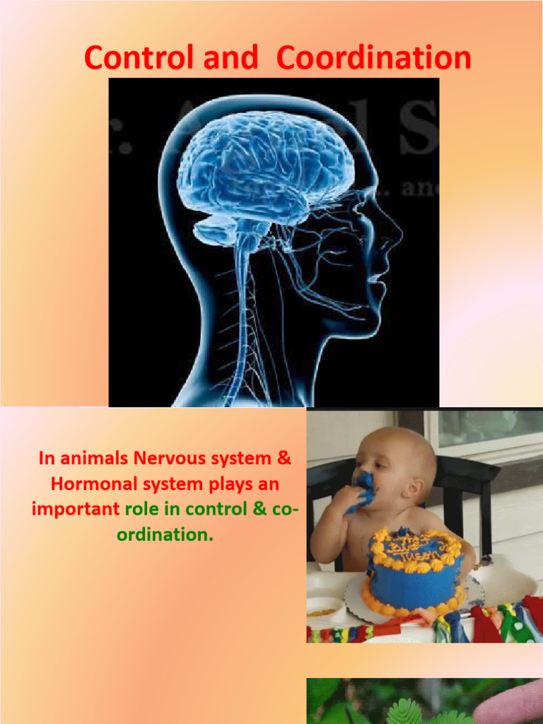 Class X Chapter 7 Control & Co-Ordination (1)-2 (1) | PDF | Nervous ...