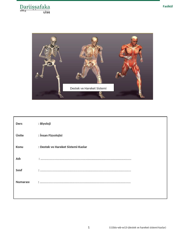 111bio-Wb-W11-Destek Ve Hareket Sistemi - Kaslar | PDF