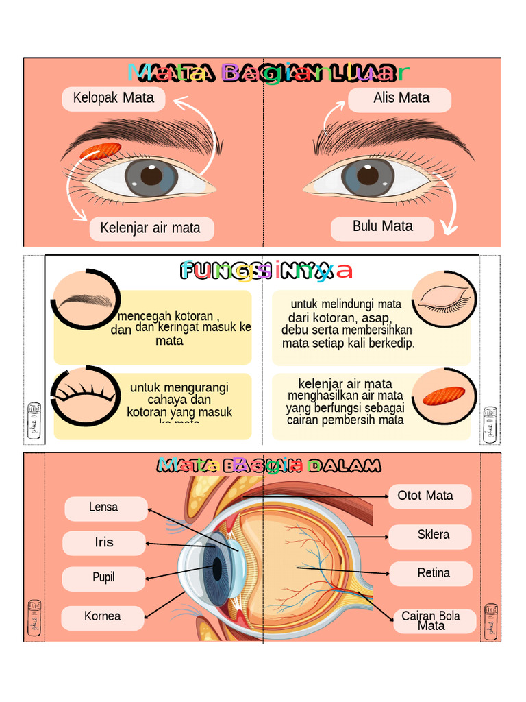 Fungsi dan Struktur Mata Manusia | PDF