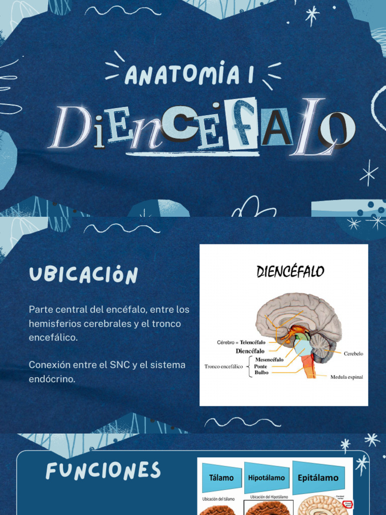 Diencéfalo | PDF | Hipotálamo | Neurología