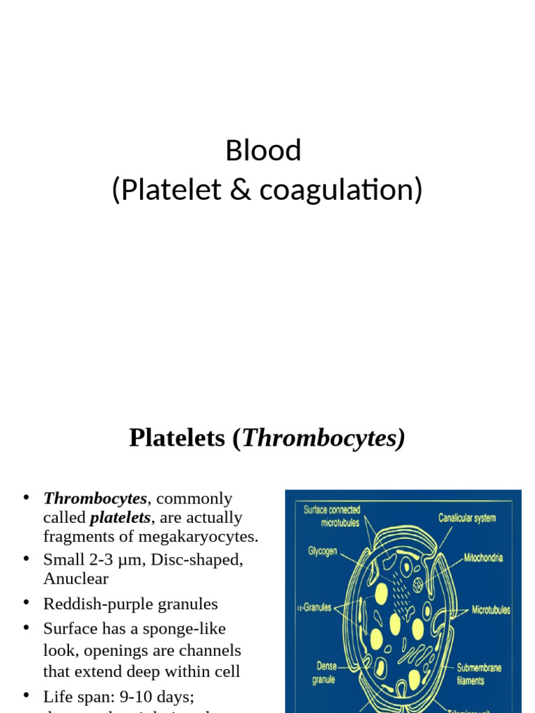 Blood 3 (Platelets & Coagulation) 2 | PDF | Platelet | Hemostasis